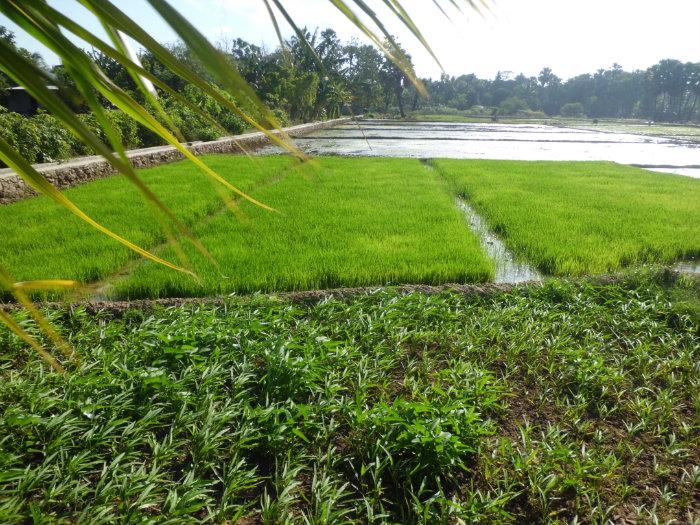 persawahan Lasiana /added by et' 2011 - Kota Kupang