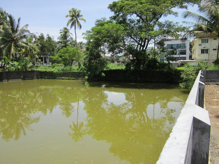 Elamkulam Temple Pond - Kochi