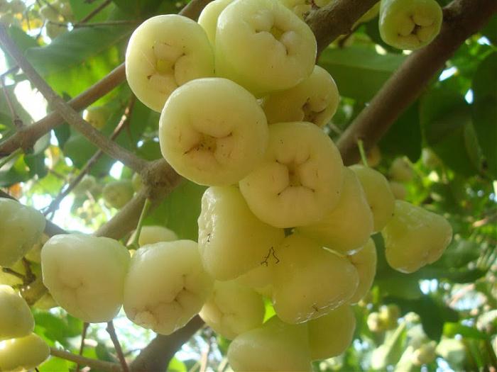 Shelar Family Vayangani,Ratnagiri.