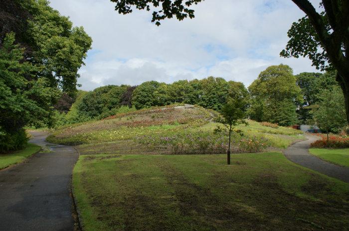 Rose plants on Hill - Aberdeen