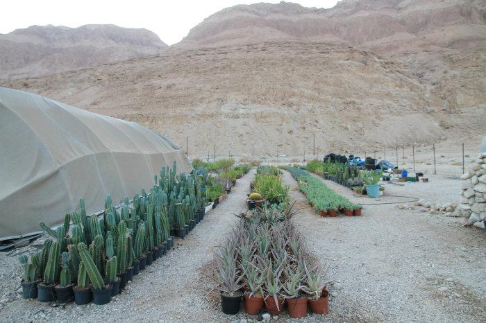 cactus farm