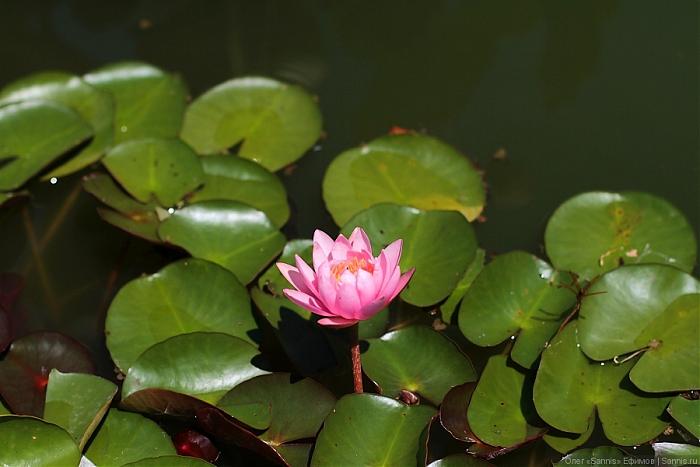 Lily pool