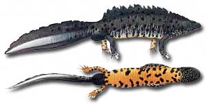 Balta cu tritoni (triturus cristatus sp.) - Buzias