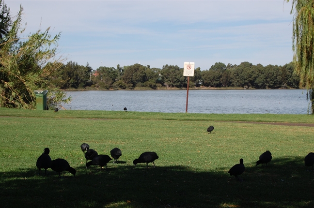 Lake Monger Reserve - Perth, WA