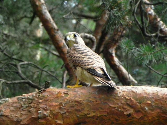 Biological reserve "Falcon"