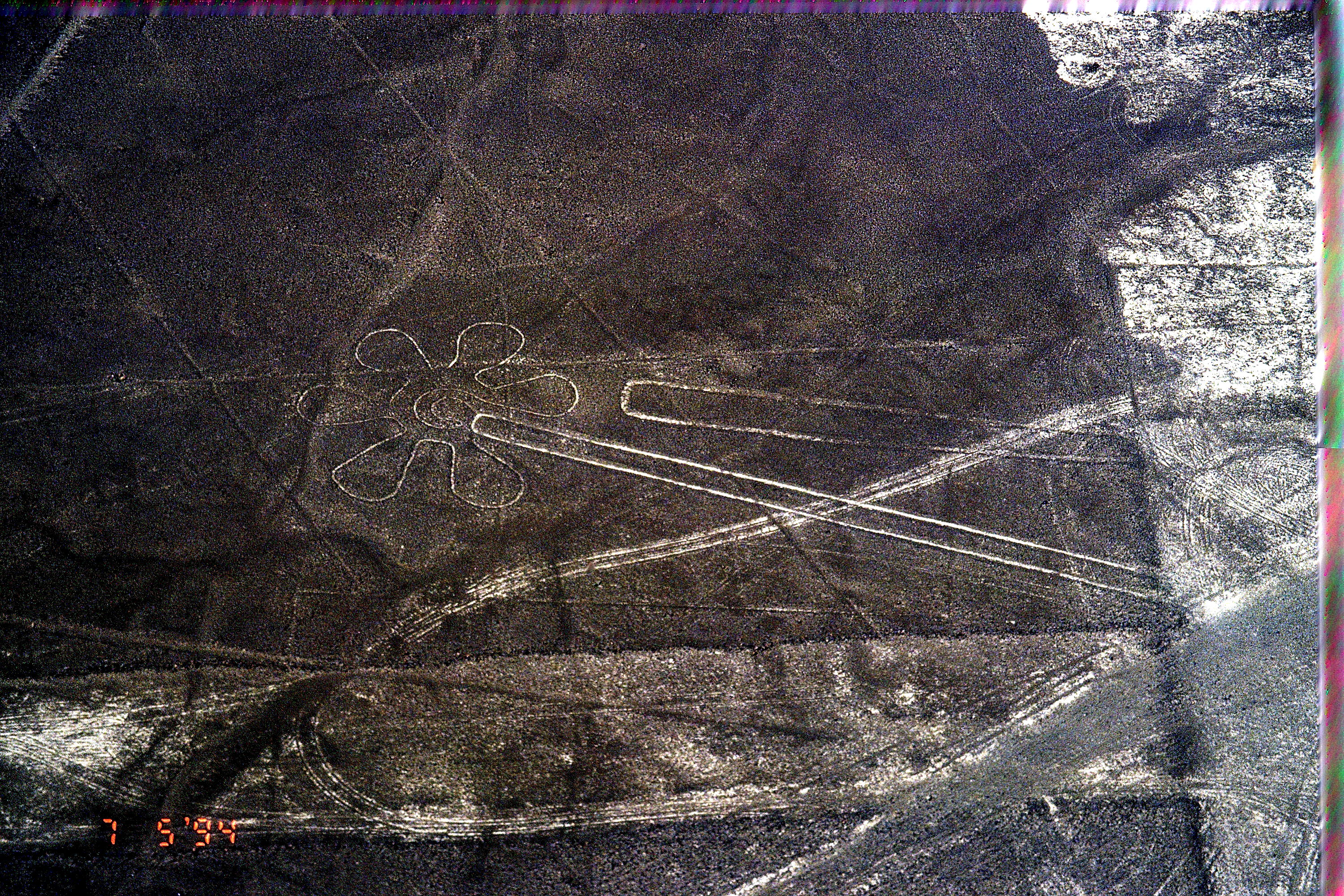 Nazca Flower