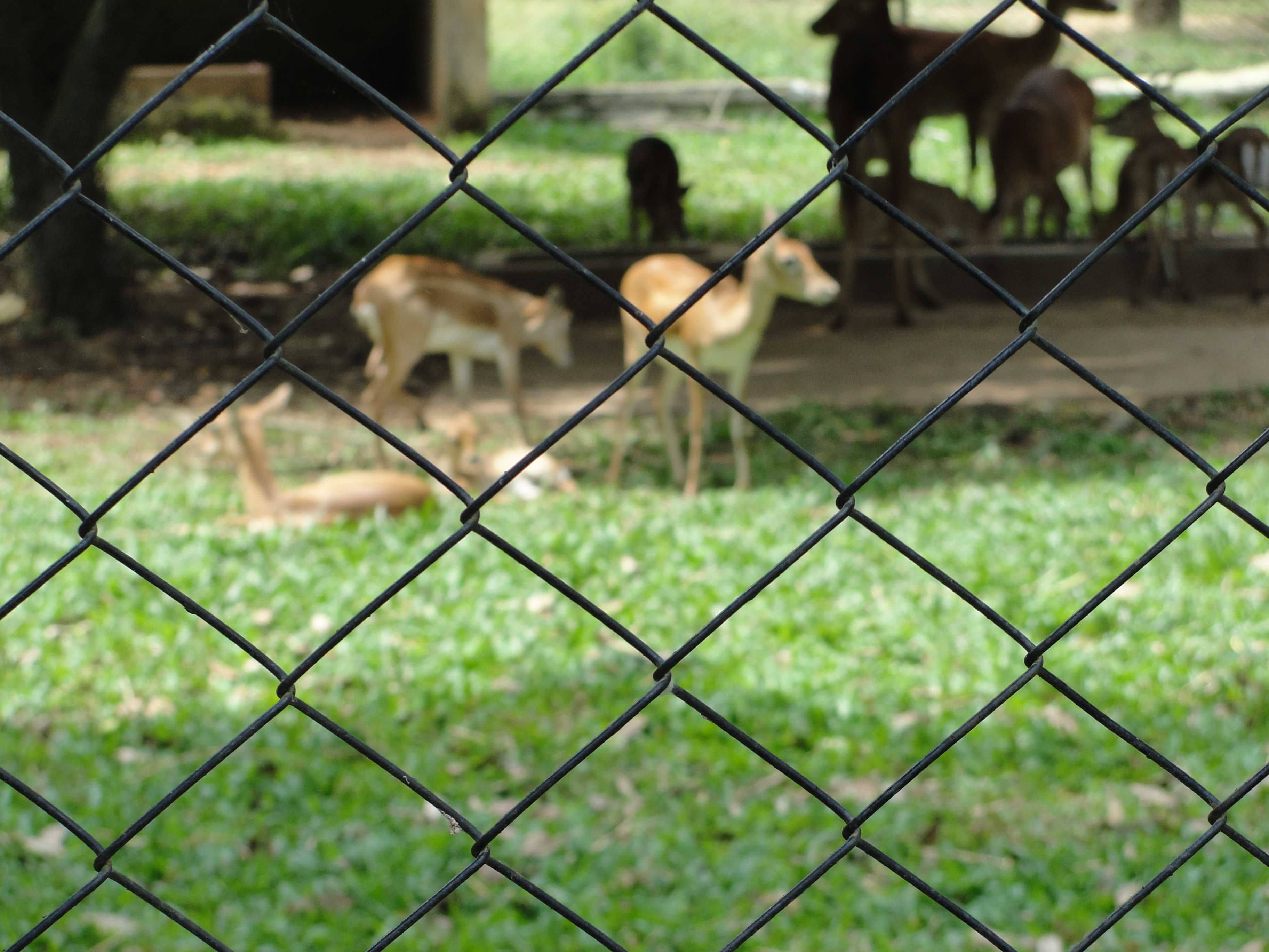 Bannerghatta National Park