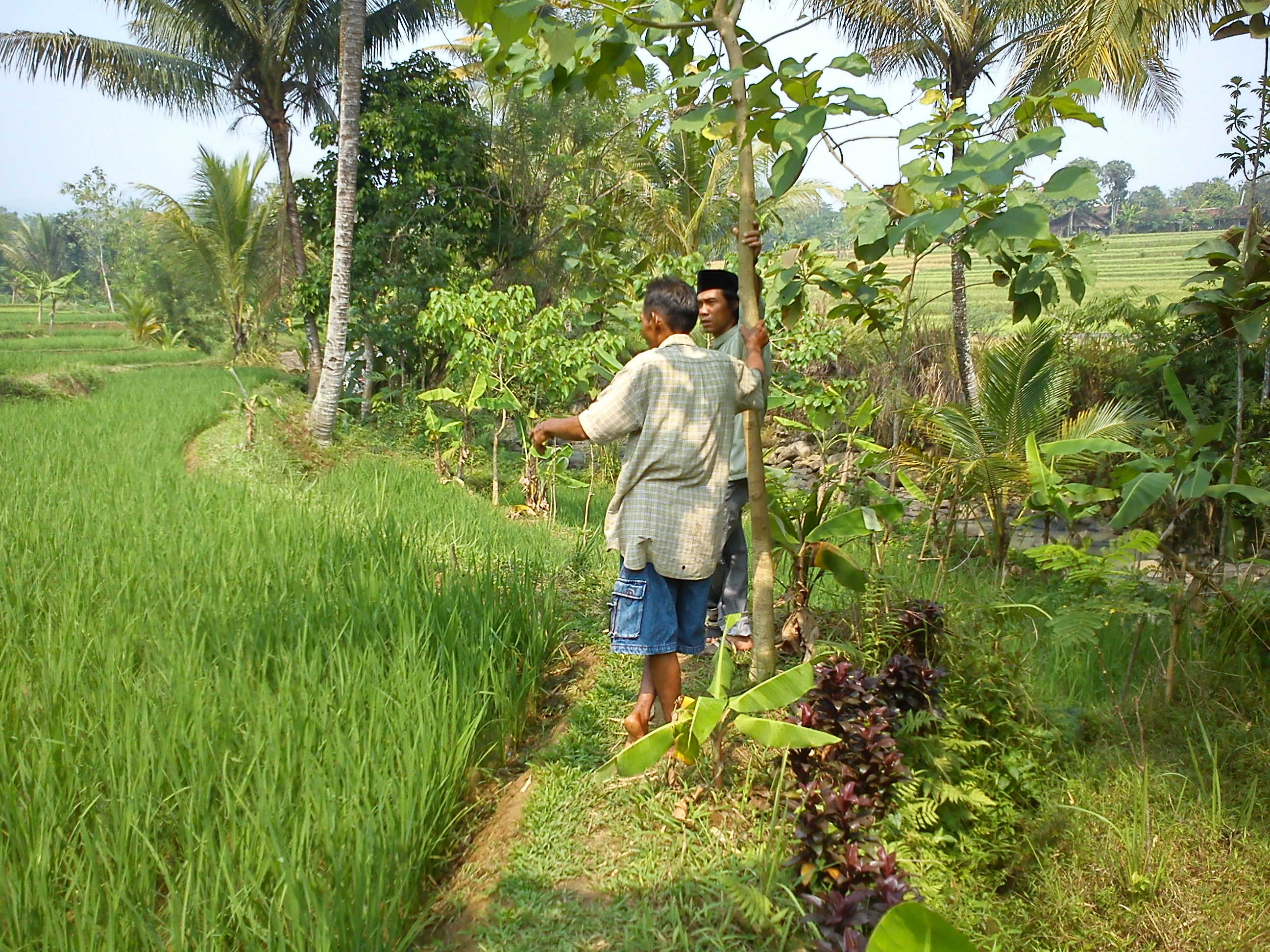 Bp.Ula Sulaemi - Desa Cibeber I