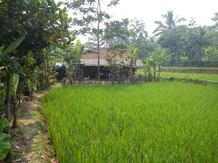 Bp.Ula Sulaemi - Desa Cibeber I