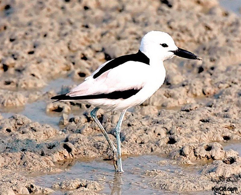 Warbah Island Kuwait