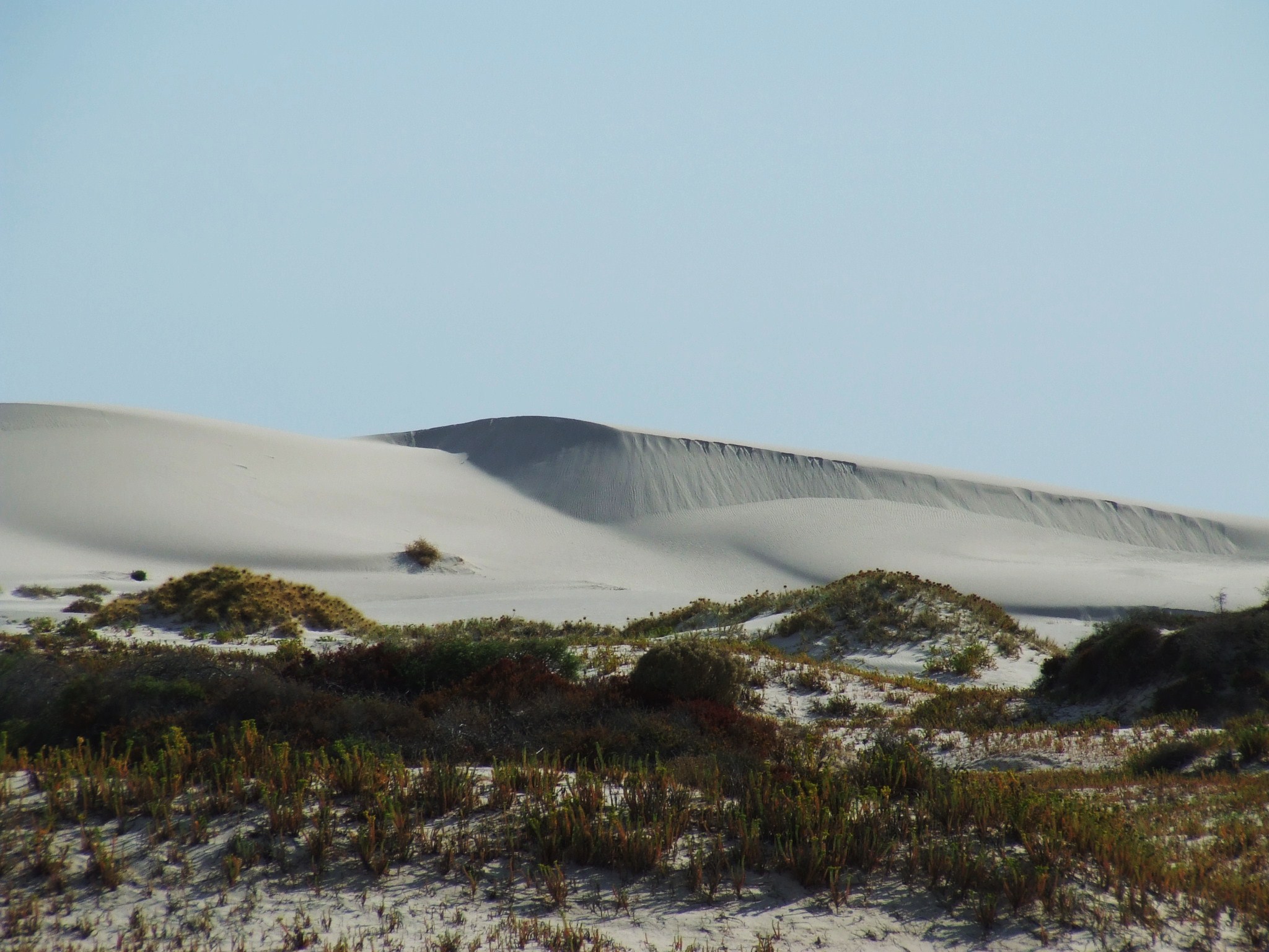 Delisser Sandhills