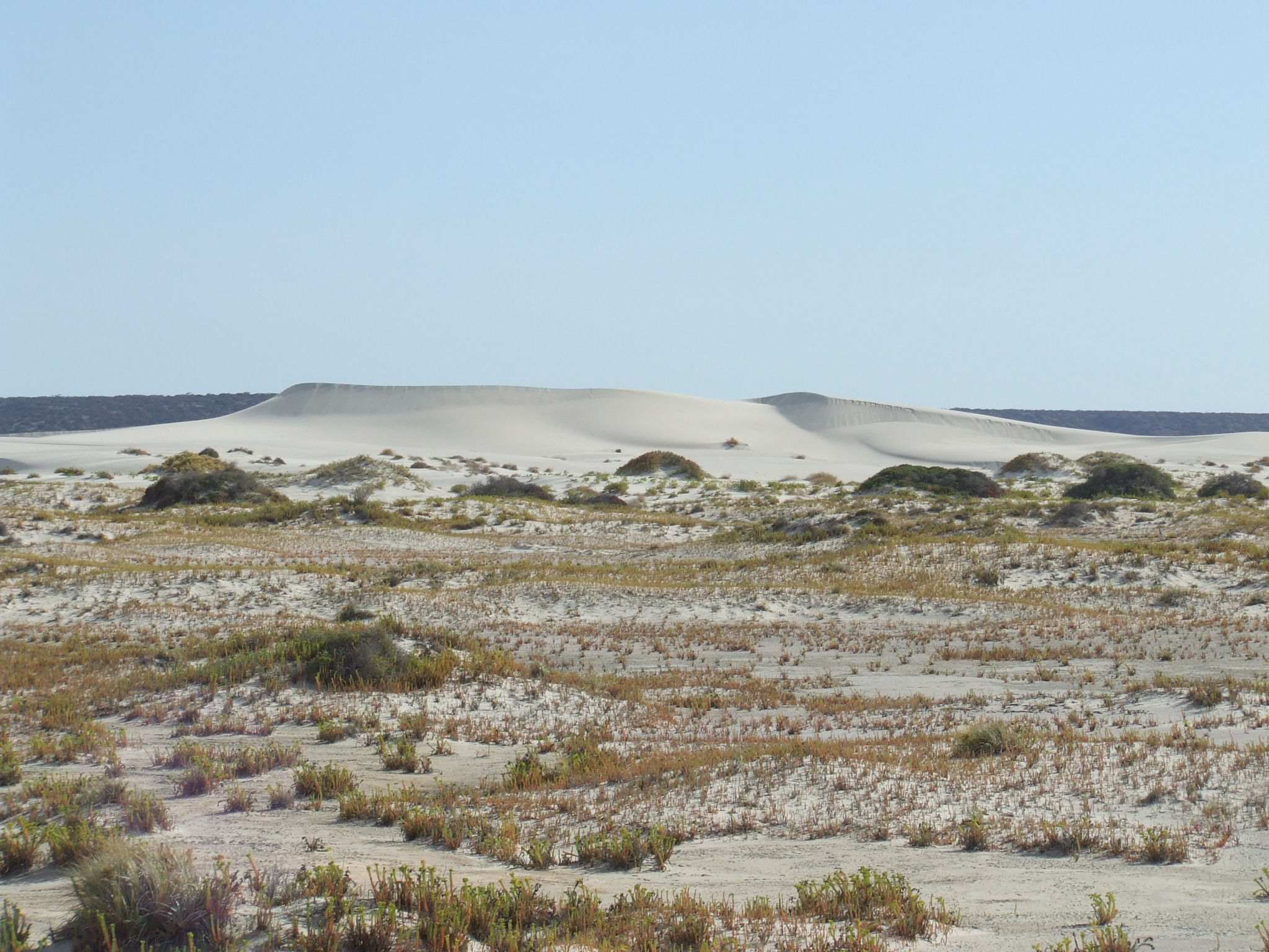 Delisser Sandhills