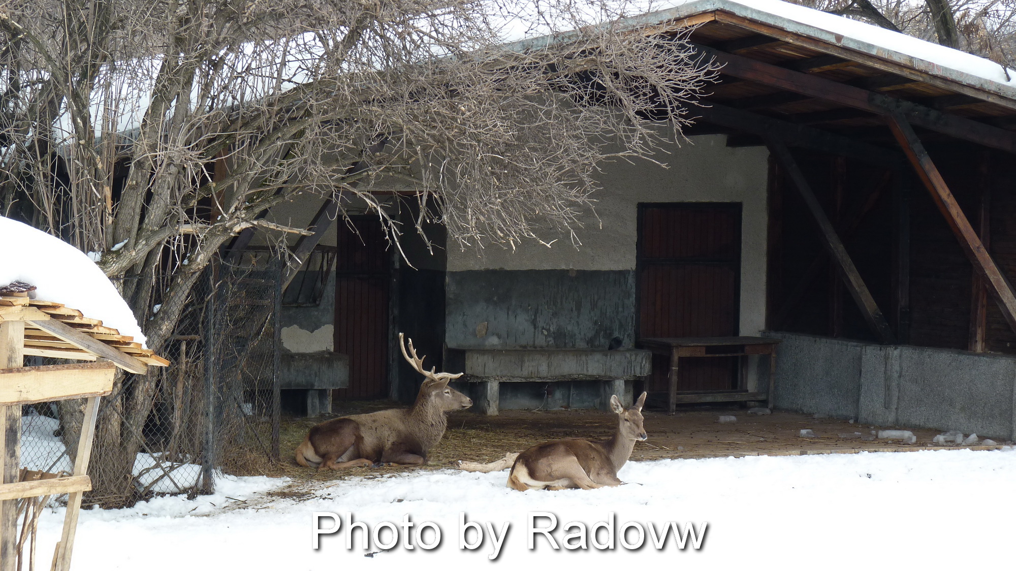 Red Deer - Sofia