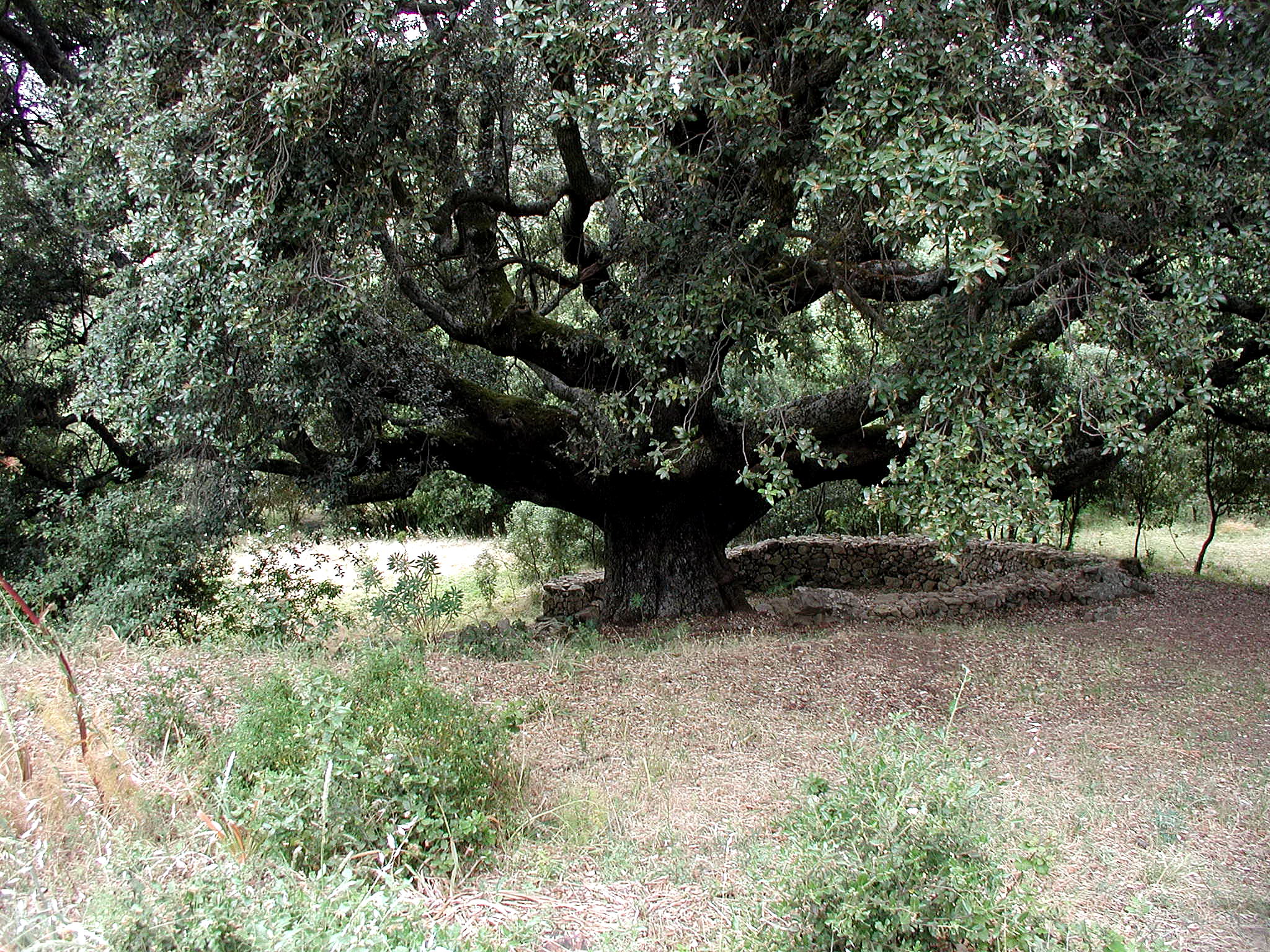 Leccio secolare Monumentale (Italiano)