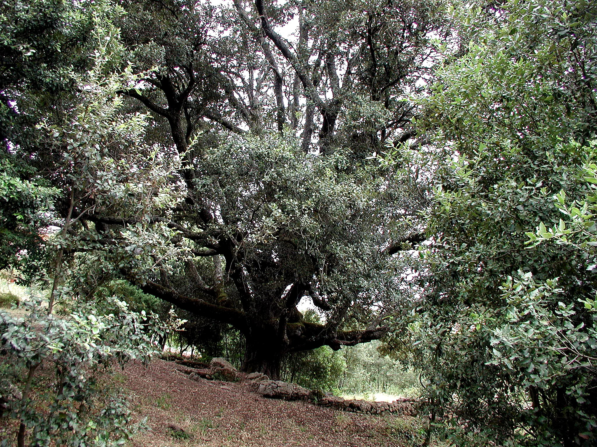 Leccio secolare Monumentale (Italiano)
