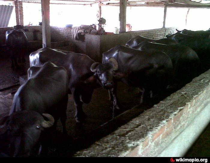 Pravin Sadanand Sankhe Gaushala