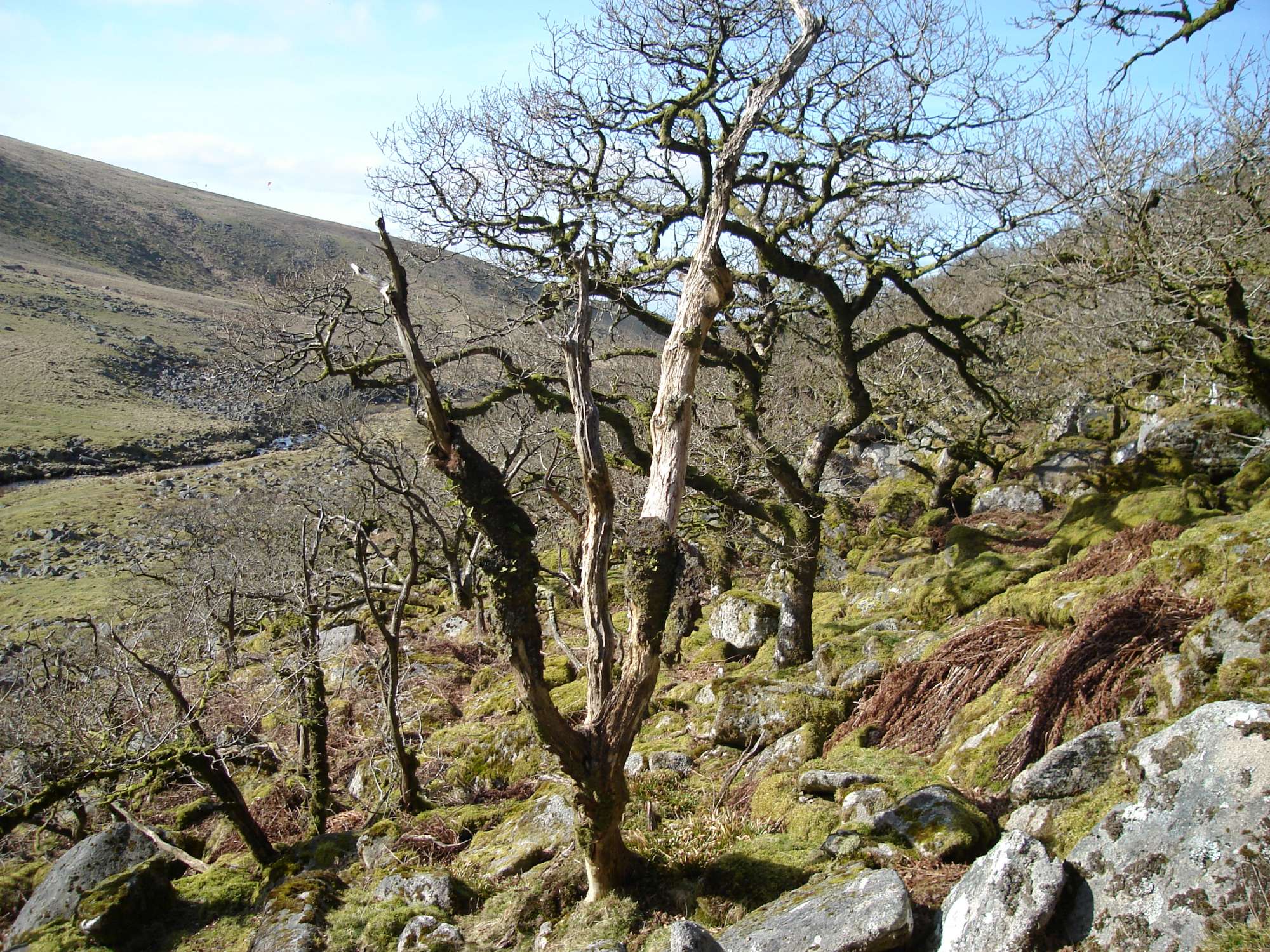 Black-a-tor Copse | nature reserve, interesting place