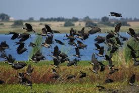 Lake Manyame (Darwendale Reservoir)