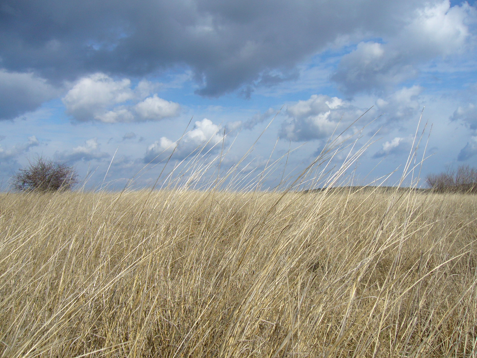 Nature conservation area "Gura Dobrogei"