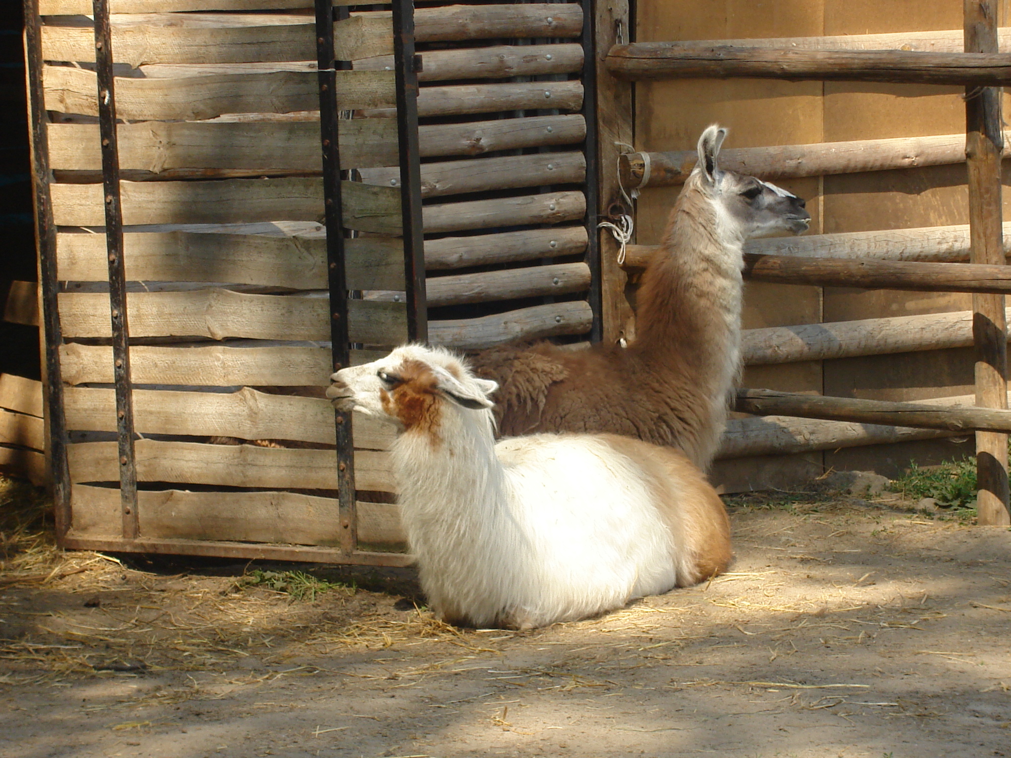 Mini zoo - Kurozwęki