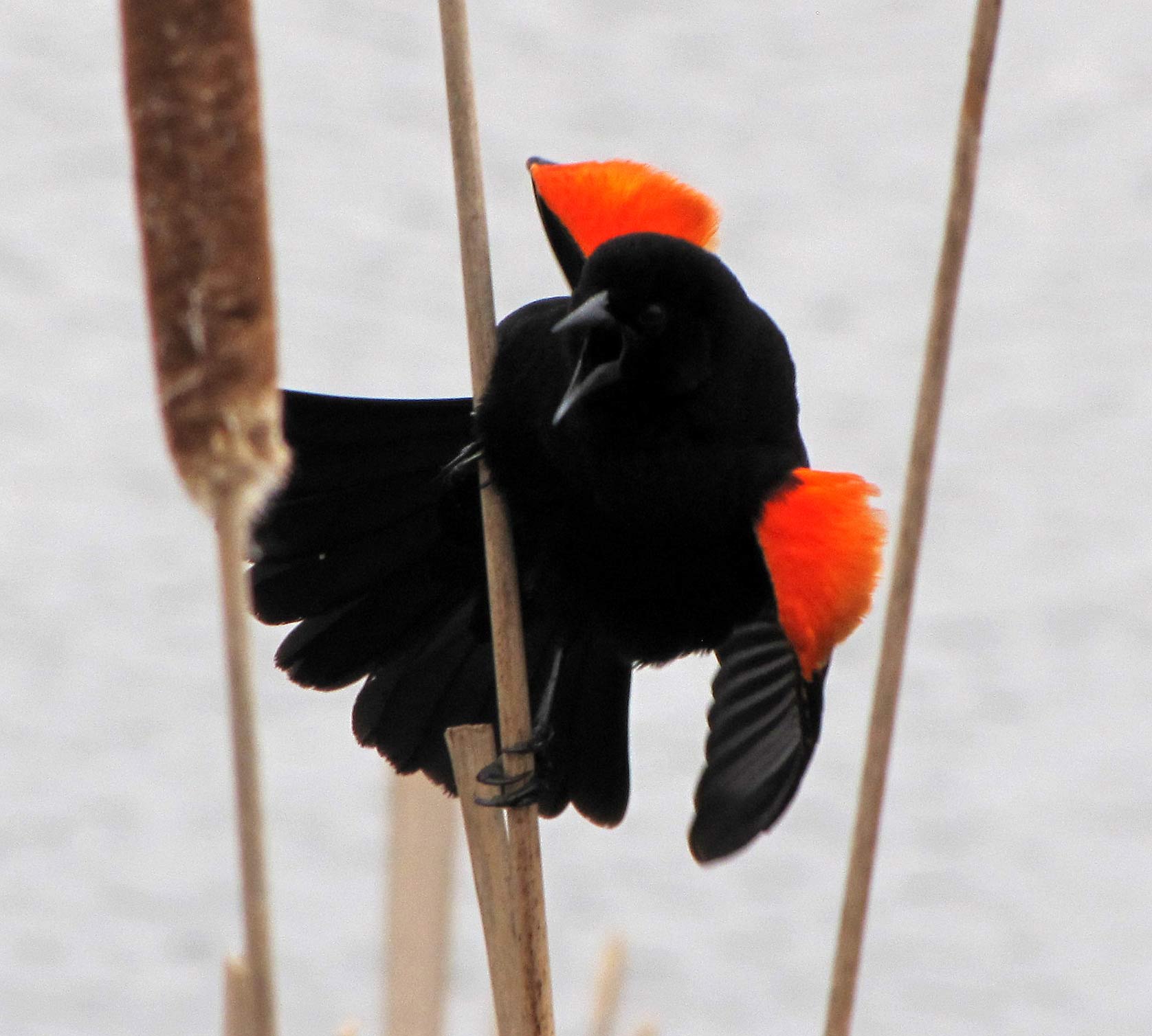 Centennial Park Renforth (Elmcrest) Creek Wetland Complex - Toronto ...