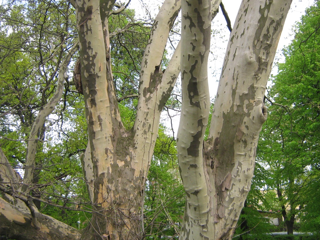 Platan klonolistny - Gdańsk