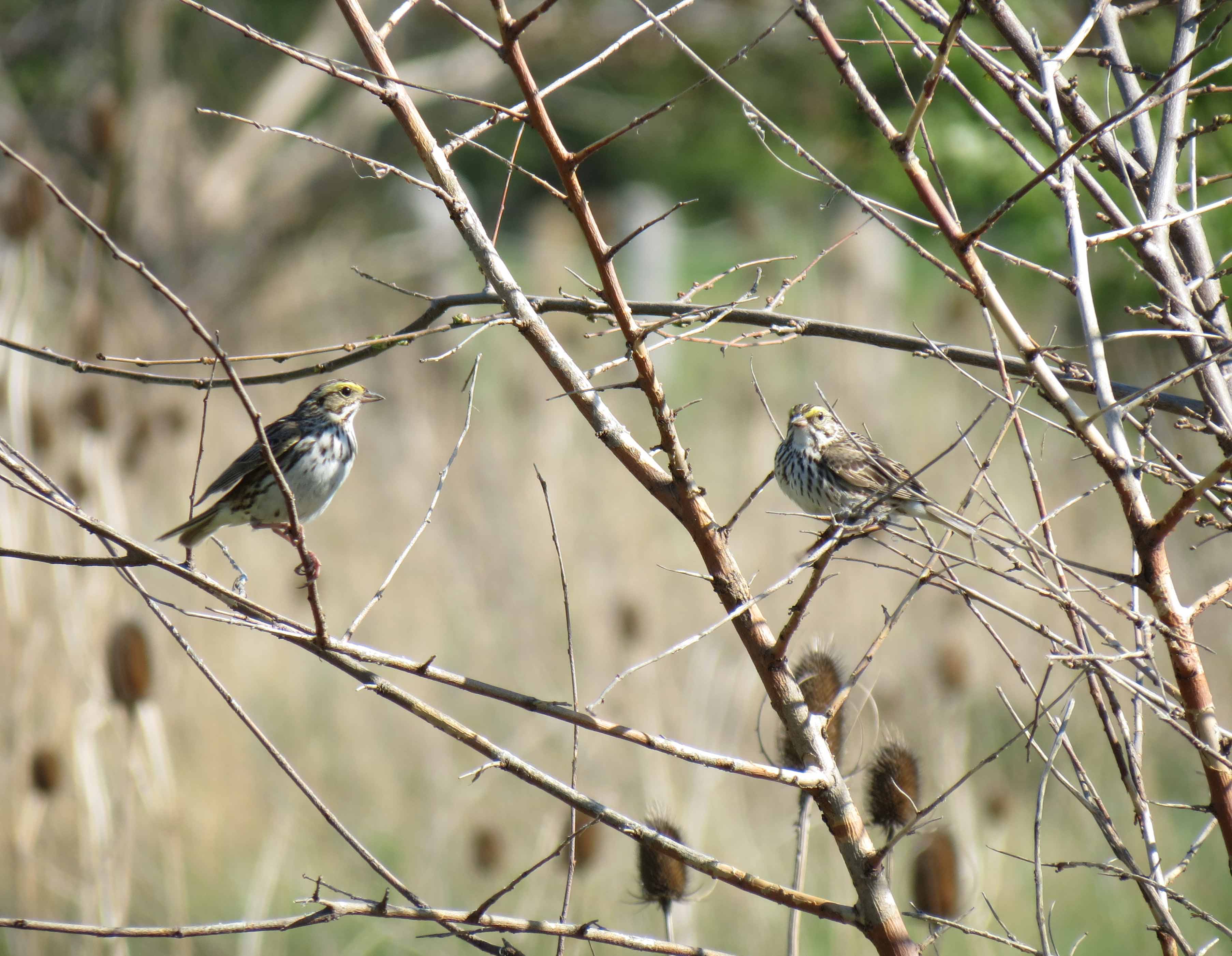 Centennial Park Meadow/Wetlands - Toronto, Ontario