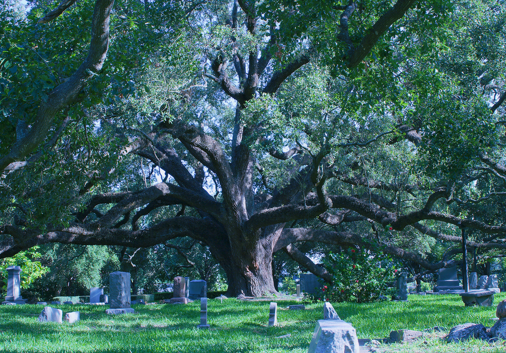 Cemetery Oak - Houston, Texas