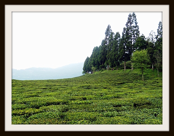 Temi Tarku tea estate