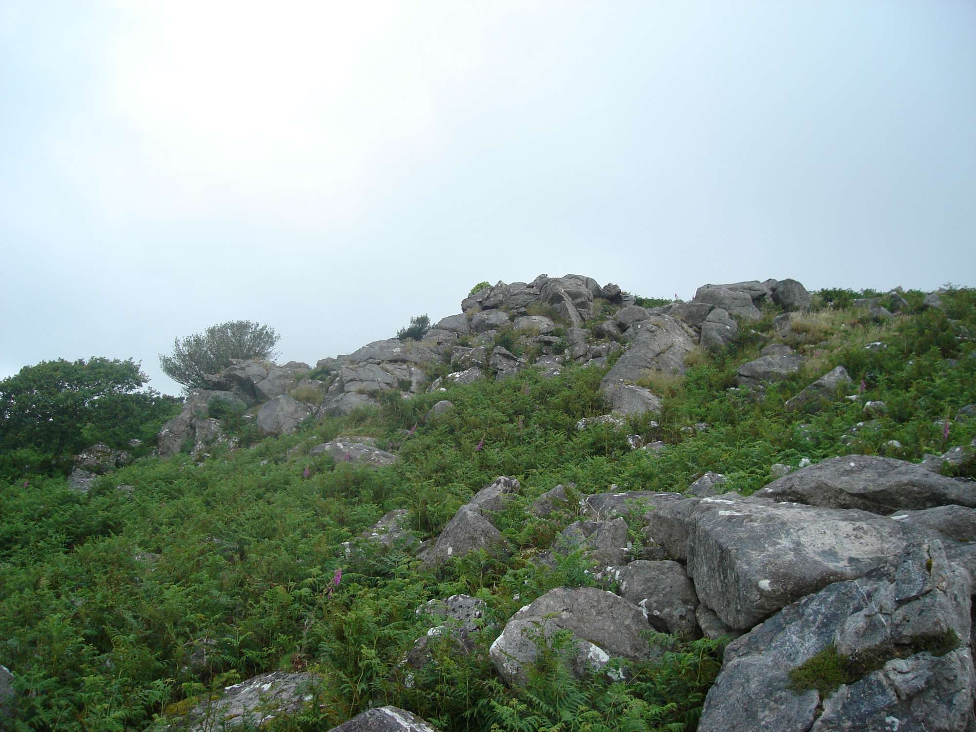 Collard Tor