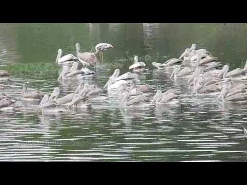 Sulur Lake - Sulur