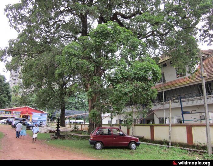Ezhilam Pala - Kochi | tree