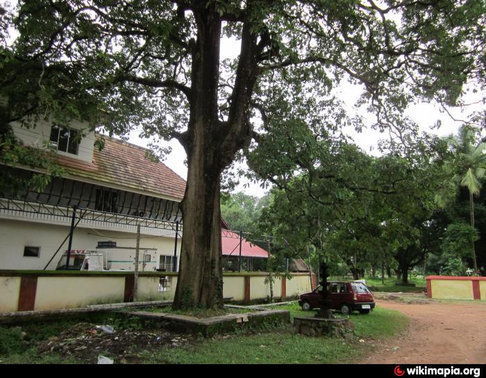 Ezhilam Pala - Kochi | tree