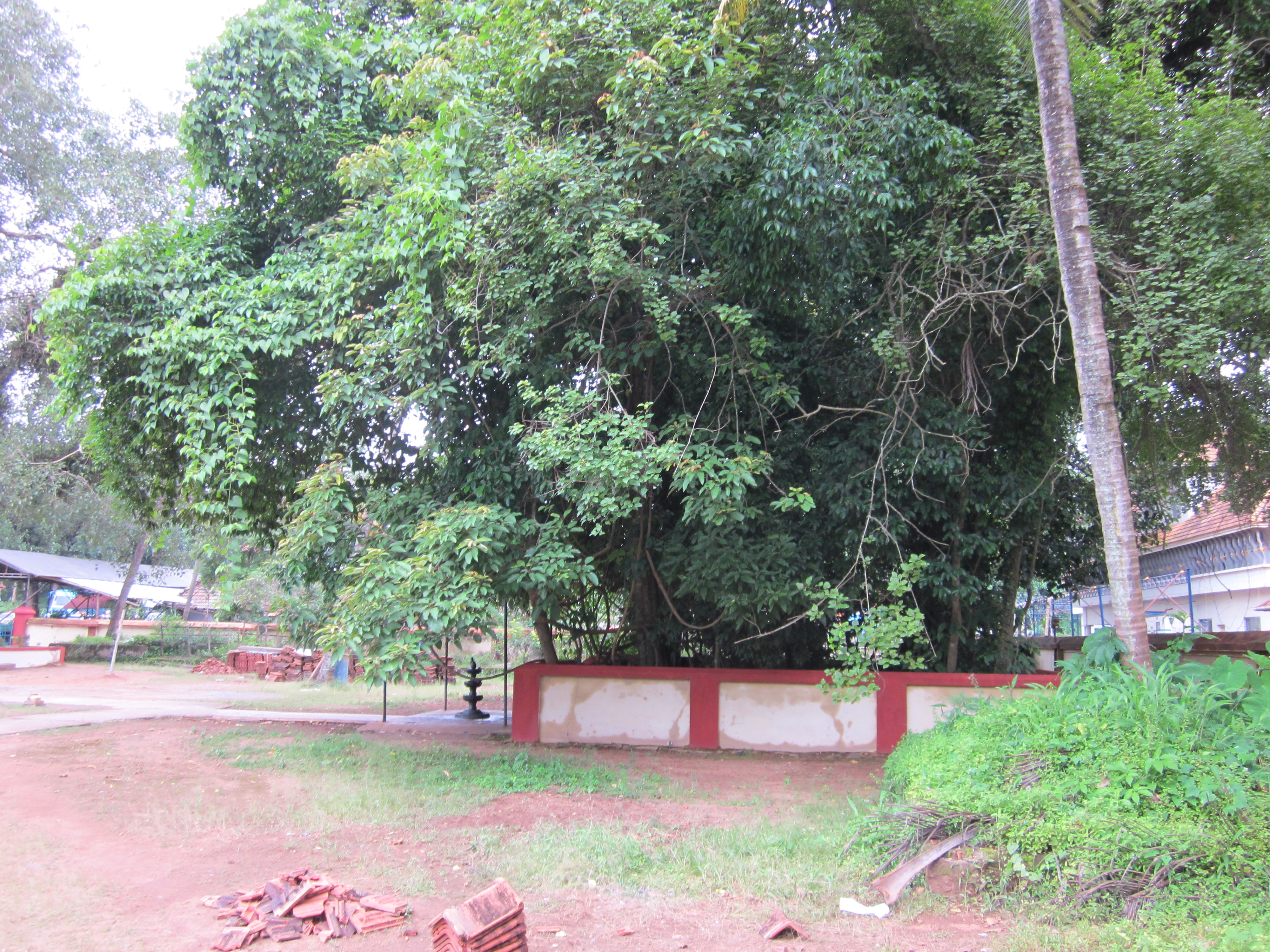 Sarpa Kavu - Kochi