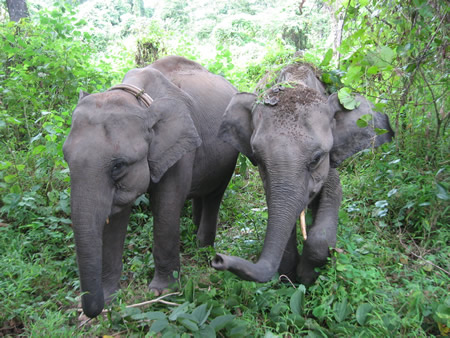 Manas National Park | forest, endangered species habitat, wildlife ...