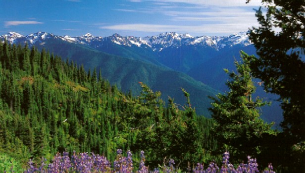 Hurricane Ridge