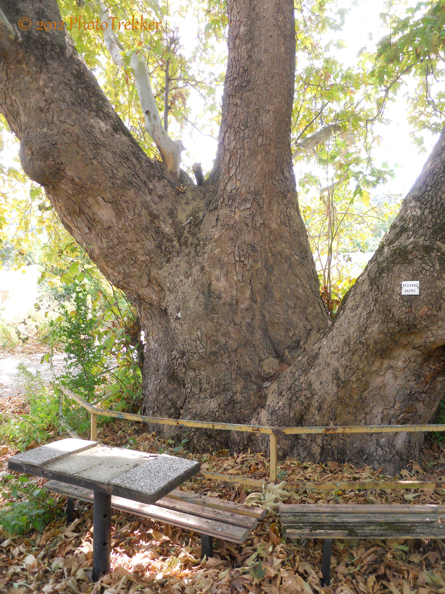 1038 Years old Sycamore Tree (Platanus occidentalis) - Varna