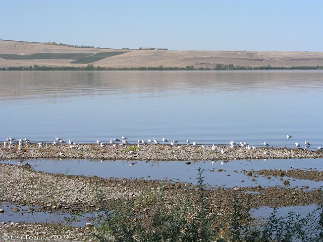 Lake Umatilla