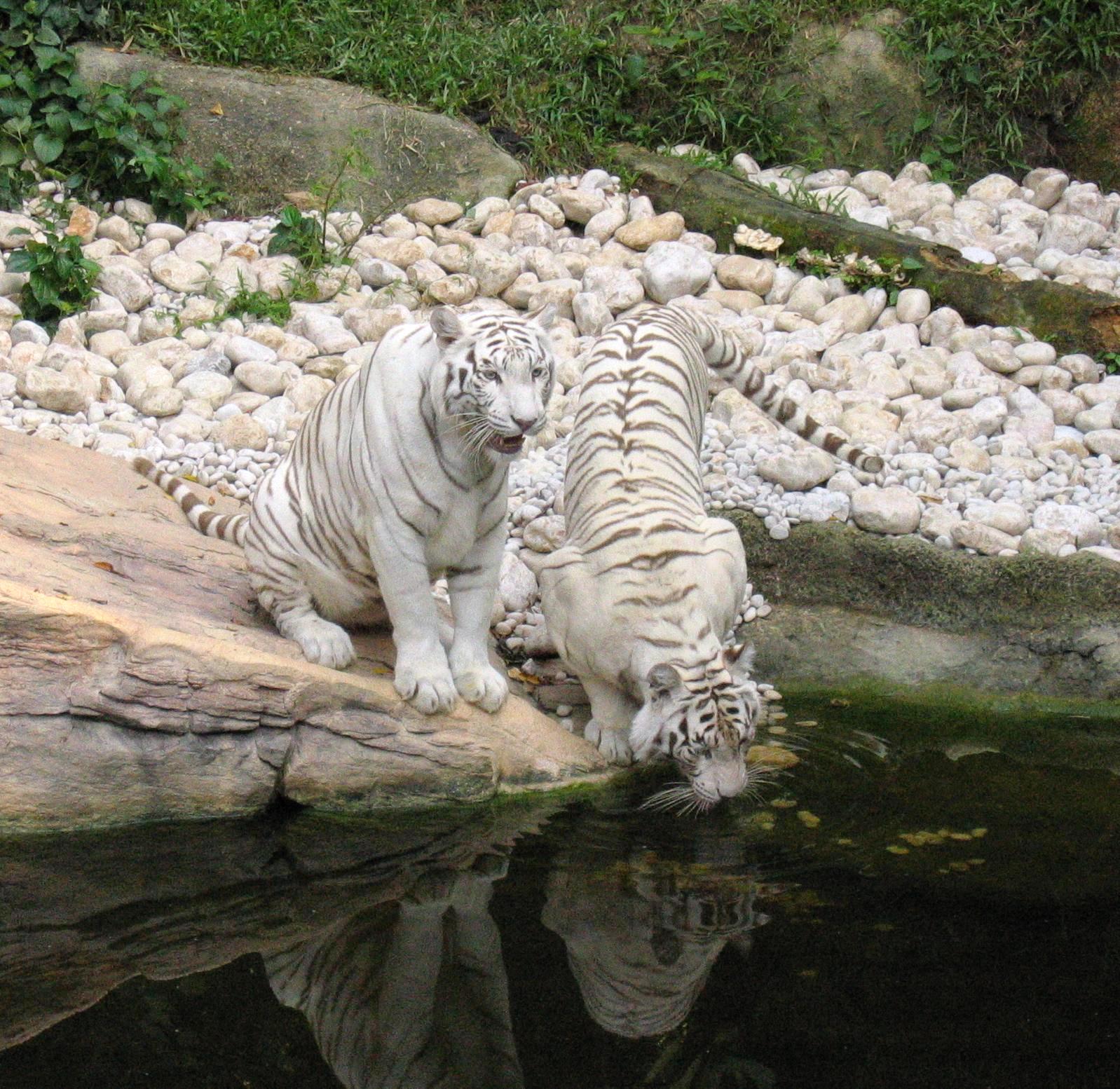 Chandoli National Park