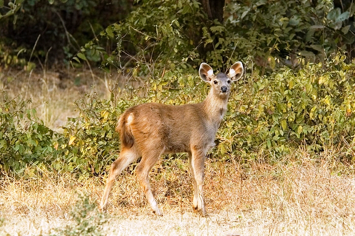 Chandoli National Park