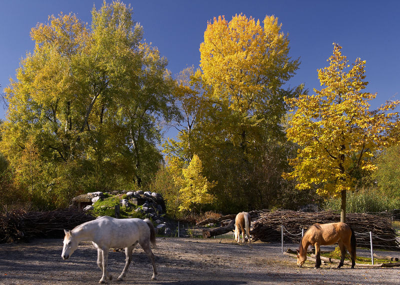 Zoo de Berne (Tierpark Dählhölzli) - Berne