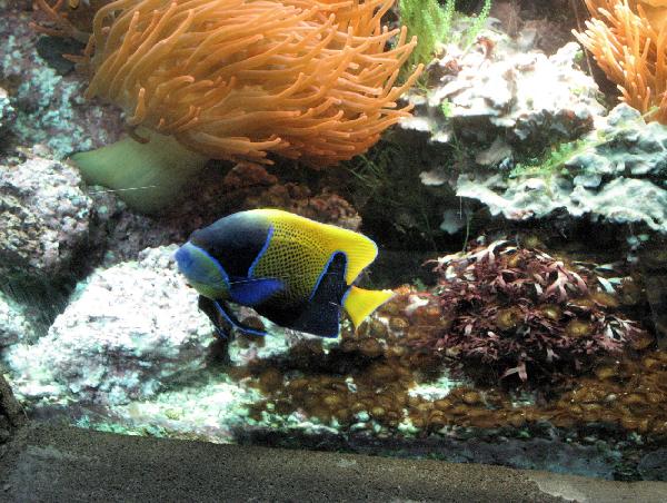 Zoo de Berne (Tierpark Dählhölzli) - Berne