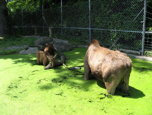 Zoo de Berne (Tierpark Dählhölzli) - Berne