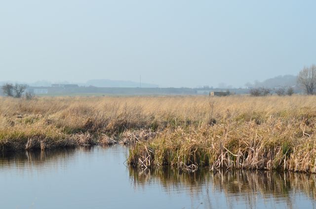 Doxey Marshes - Stafford