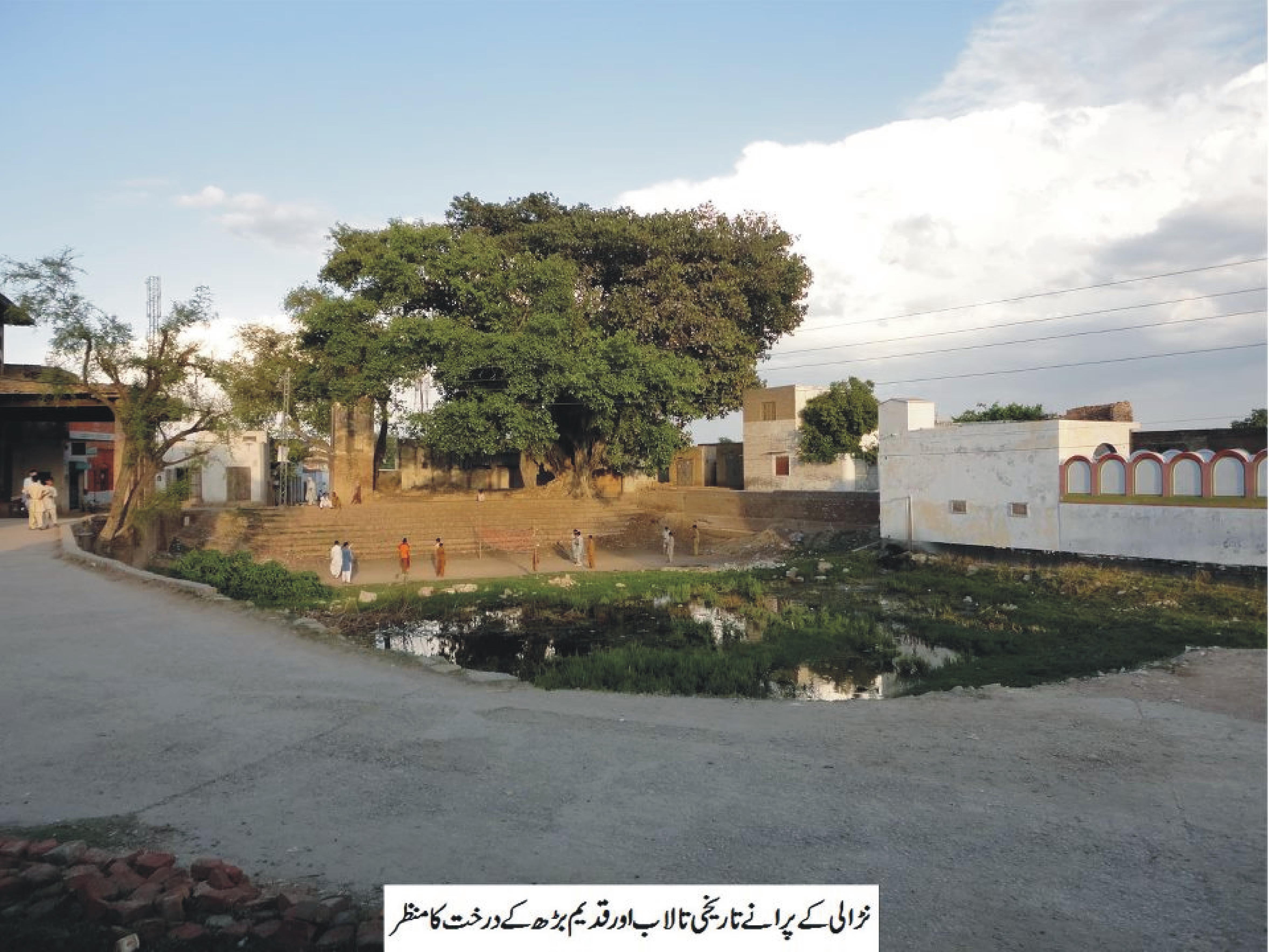 Daultala - JungleKey.in Image