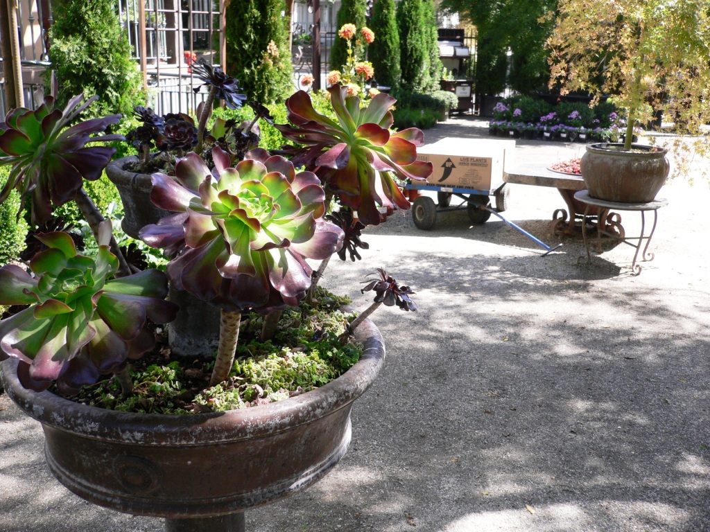 High-Hand - Loomis, California