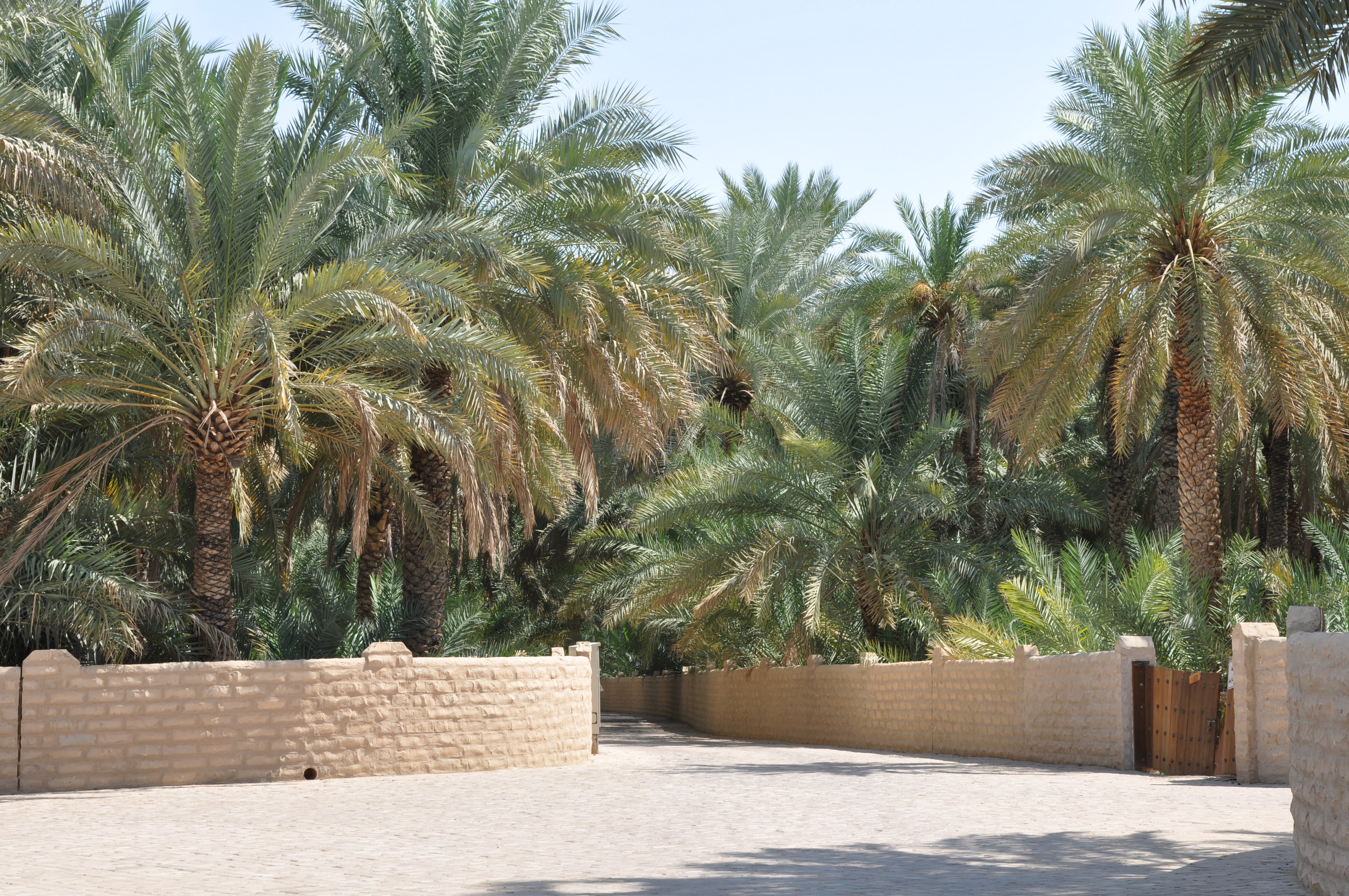 Al Ain Oasis - Al Ain