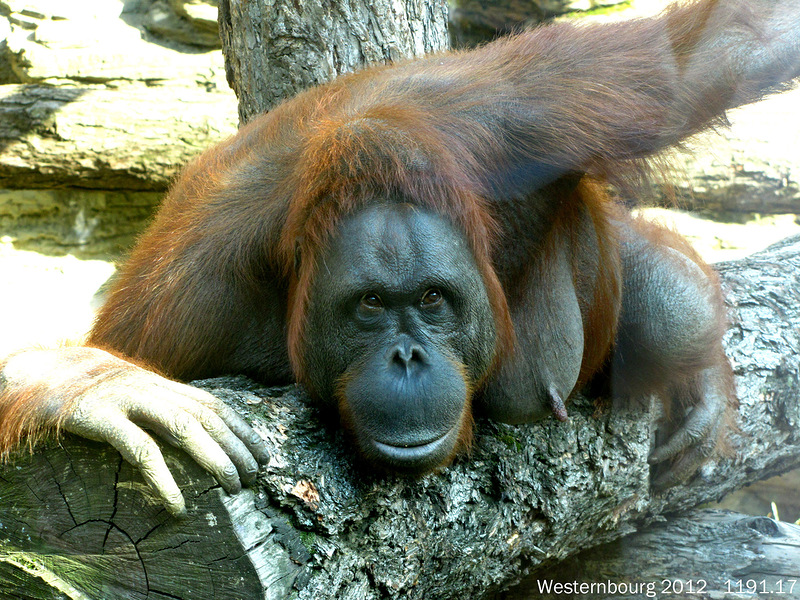 Monkey House - Moscow