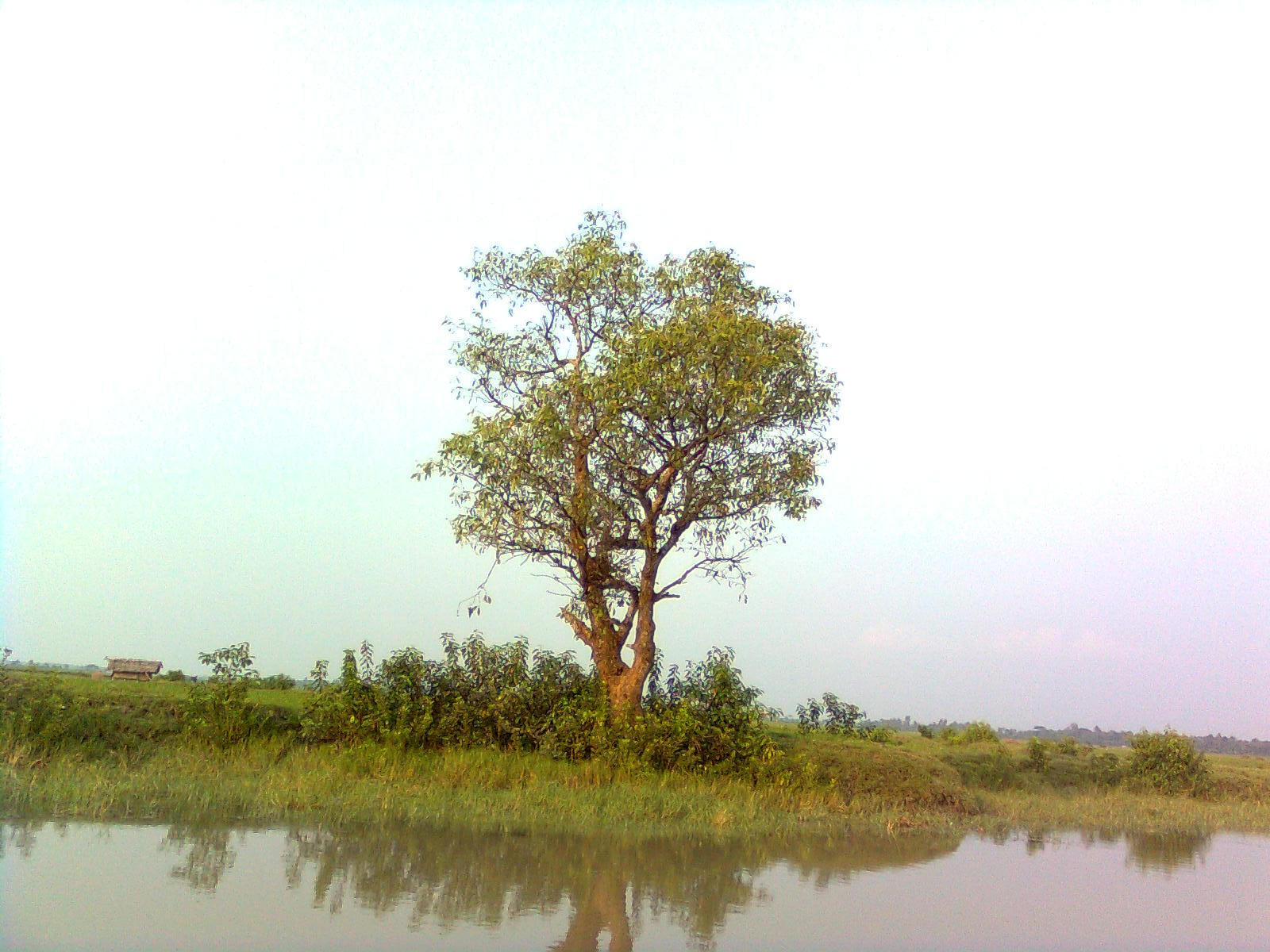 Caora(cabra) Tree