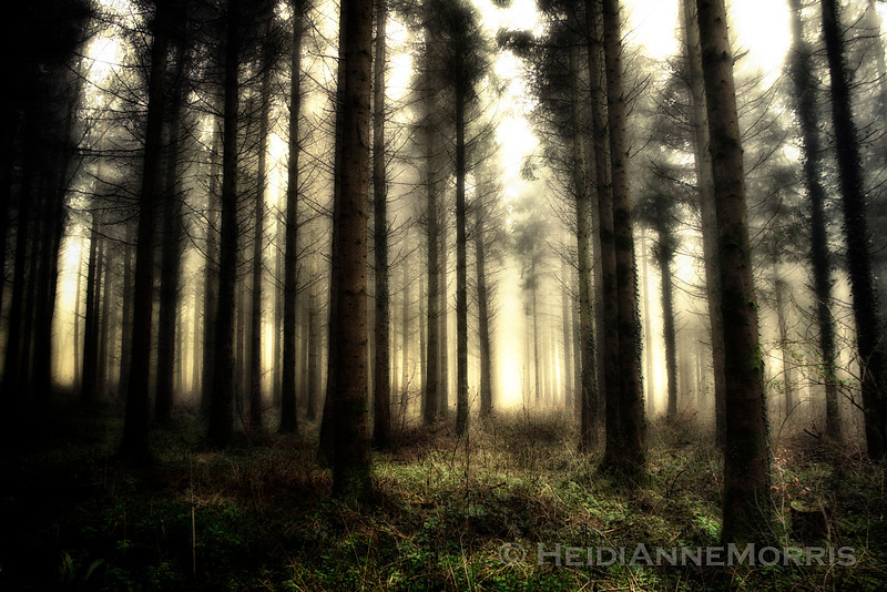 Ammerdown Park | estate (manor / mansion land)